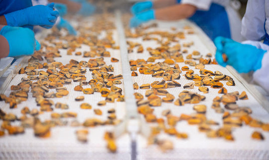 About Us – Culinary Collective